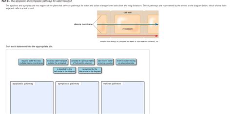 Solved The Apoplastic And Symplastic Pathways For Water