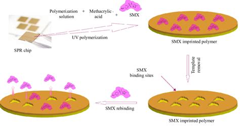 Schematic Representation Of Smx Mip Nanofilm Preparation Download
