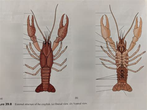 Lab 7 Crayfish External Anatomy Genus Procambarus In Class