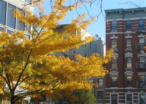 Best Common Native Trees That Grow In Virginia