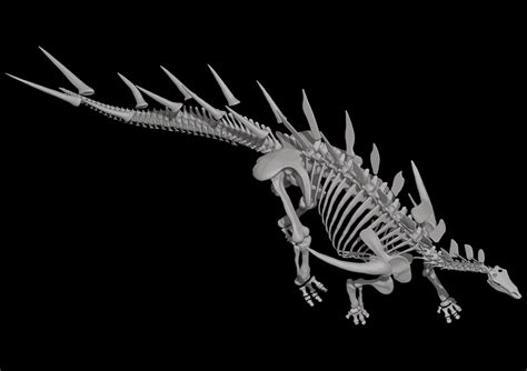 3d Kentrosaurus Skeleton Dinosaur Turbosquid 1254077
