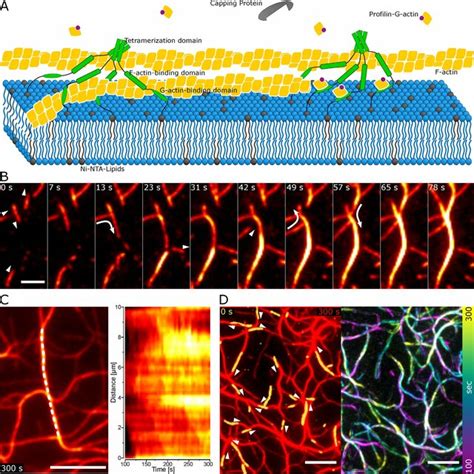 Alignment During Polymerization Of Actin Elongated By Vasp A