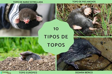 10 Tipos De Topos Nombres Y Fotos