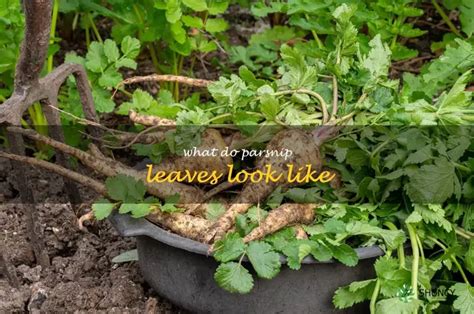 A Visual Guide To Parsnip Leaves What Do They Look Like Shuncy
