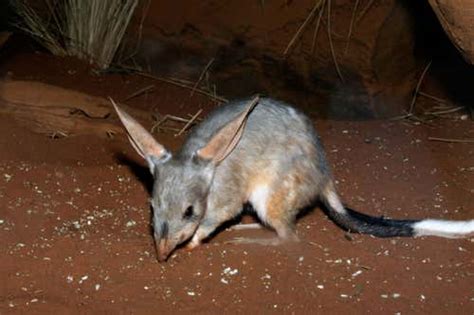 Australian Wildlife Reintroductions Help Threatened Mammals Recover New Scientist