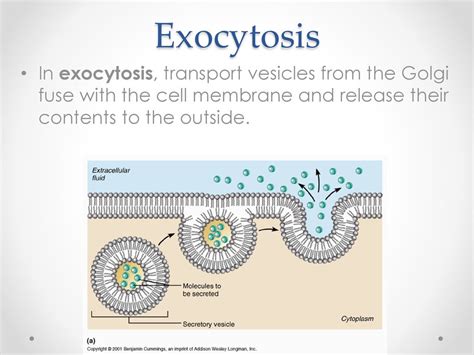 Anatomy Of Cells Living Environment Ppt Download