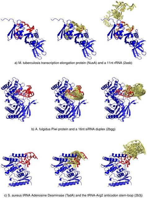 3d Structures And Predictions For Three Protein Rna Complexes Download Scientific Diagram