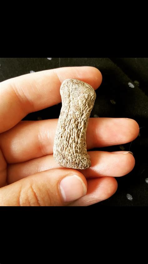 Fossil Bone Fossil Id The Fossil Forum