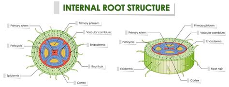 Free Vector Diagram Showing Root Structure