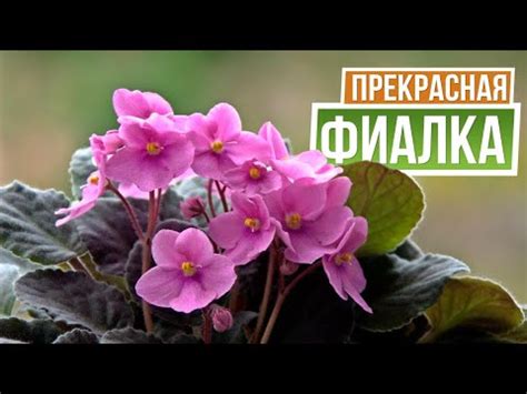 УЖАС!! Фиалка отцвела что дальше? Уход за фиалкой - YouTube