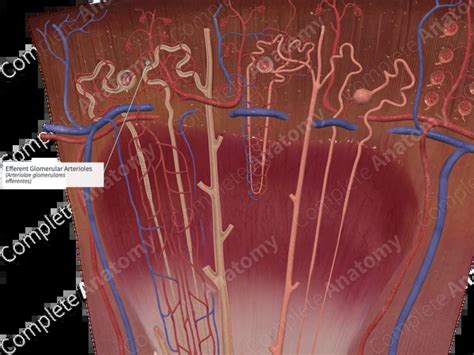 Efferent Glomerular Arterioles Complete Anatomy