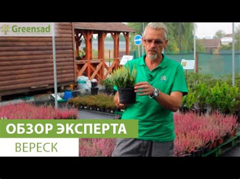 Вереск: посадка и уход в открытом грунте, виды и сорта с фото
