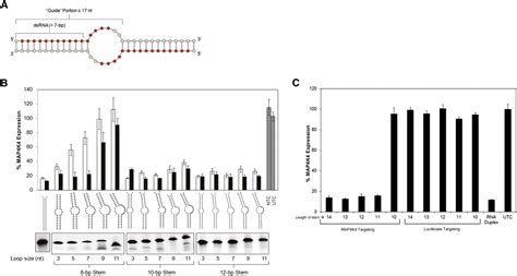 Potent And Systematic Rnai Mediated Silencing With Single