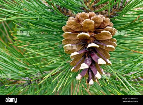 Black Pine Pinus Nigra Close Up Showing A Mature Cone Hanging On The