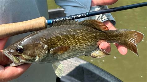 Maximize Your Summer Bass Fishing Success Tips For Low Water Levels