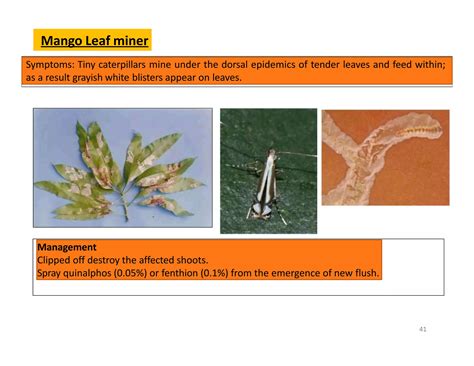 Azan 06 Mango Insect Pests And Diseases Pptx