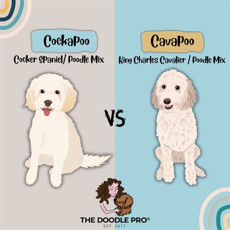 Cockapoo Vs Cavapoo Which Doodle Mix Is Best For You The Doodle