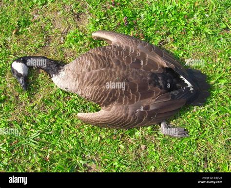 Dead Goose Clipart