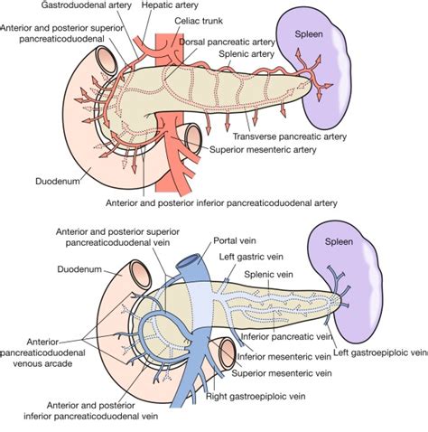 The Anatomy Of Peripancreatic Arteries And Pancreaticoduodenal Arterial