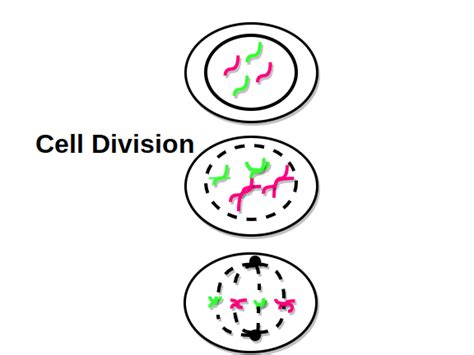 Ocr A Level Biology Cell Division Revision Sheets Teaching Resources