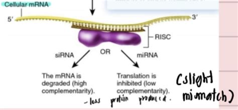 1d Rna Interference Flashcards Quizlet