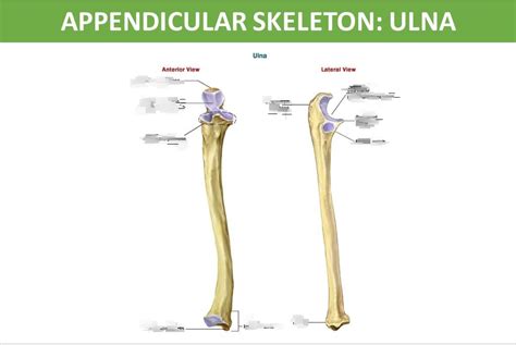 Ulna Diagram Quizlet