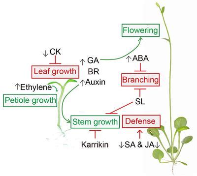 Frontiers Hormonal Regulation In Shade Avoidance