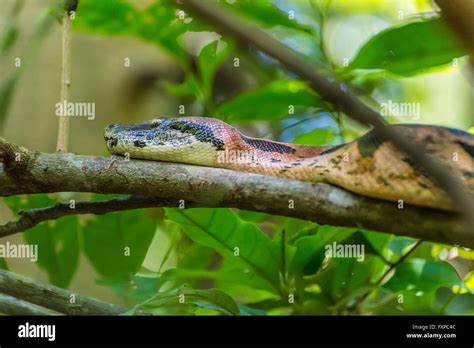 Boa Constrictor On Branches In A Natural Environment Nosy Be Island