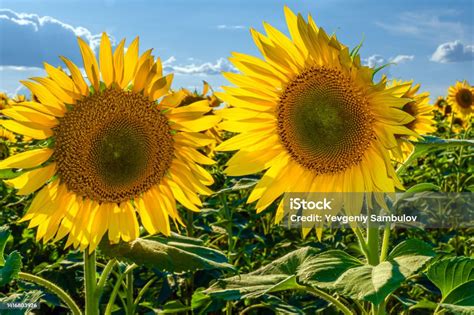 해바라기와 식물성 기름에 대한 광고의 사진 해바라기 밭과 초원 태양 광선과 함께 큰 피는 해바라기 새싹이있는 배경과 스크린