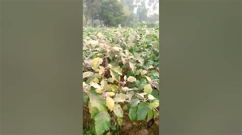 বেগুন খেত। Youtube