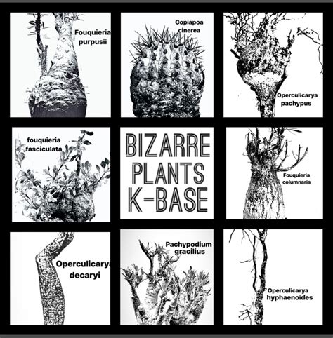 BIZARRE PLANTS K BASE