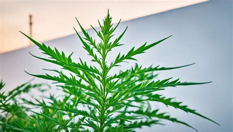 Find Quality Weed In Strovolos Today