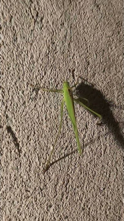 კალია Youtube