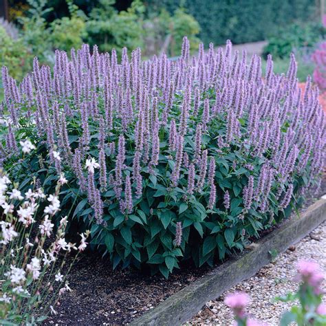 Agastache Blue Fortune Plantcetera