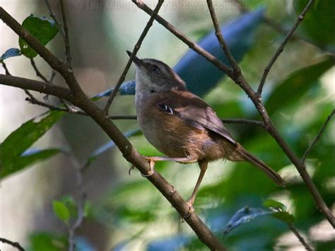 White Browed Scrubwren Photo Image 3 Of 14 By Ian Montgomery At Au
