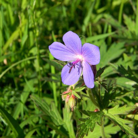 Герань луговая / Geranium pratense