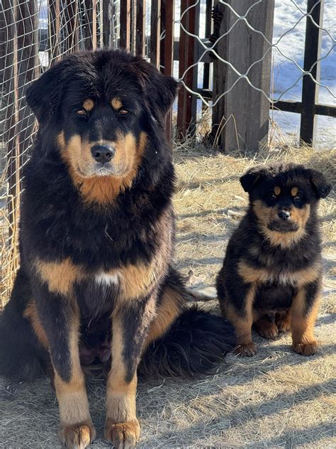 Davaajargal Царайлаг ээж банхар 🙂 Бадриун хүү банхар♟️ Facebook