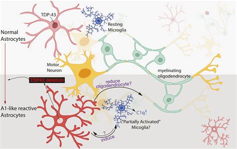 Loss Of Tdp 43 In Astrocytes Leads To Motor Deficits By Triggering A1 Like Reactive Phenotype