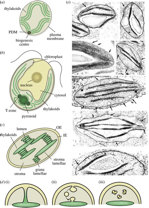 Thylakoid Structure