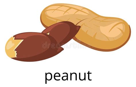 Peanut Shell Nut Icon Healthy Raw Snack Stock Vector Illustration Of