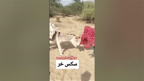 سکس حیواناتdonky Youtube