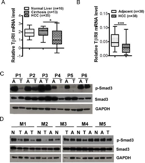 Figure from TGF β Signaling Is Often Attenuated during Hepatotumorigenesis but Is Retained