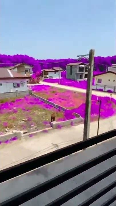 دختر زیبای ایرانی Youtube