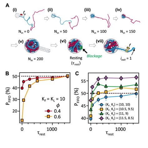 Computer Simulation Of Dna Ejection A Simulation Snapshots Of A Download Scientific Diagram