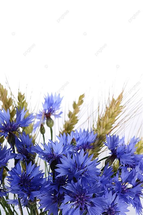 The Beautiful Cornflower Isolated On White Wildflowers Leaf Cornflower Photo Background And