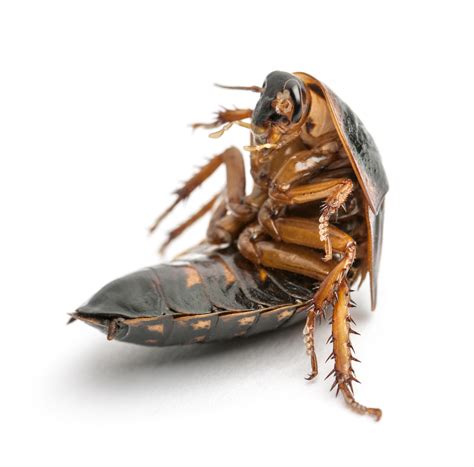 Cockroaches Raptor Pest Solutions