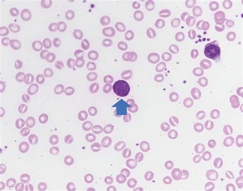 Safaa Bayashut Posted On Linkedin