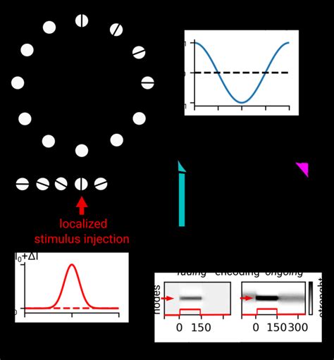 Dynamical States Of The Ring Model Of One Cortical Region A Ring Download Scientific Diagram