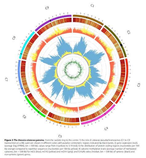 全基因组甲基化5 Png