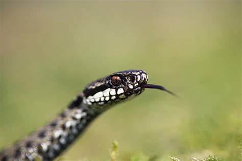 Adder Art Pixels